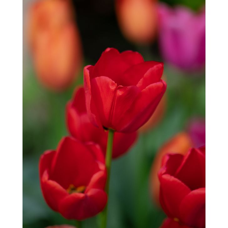 Tulip Apeldoorn Bulb | Peter Nyssen | Buy Flower Bulbs and Plants Online
