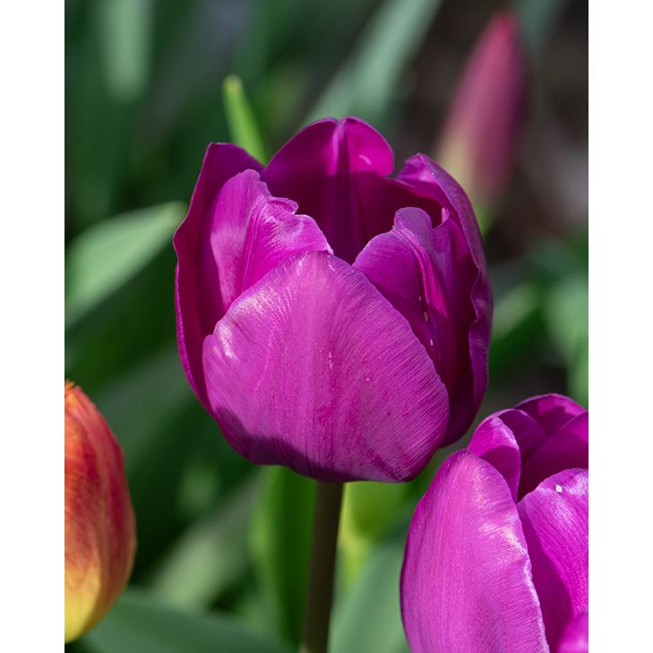 Tulip Negrita 11/12 cm Bulbs | Peter Nyssen | Buy Flower Bulbs and ...
