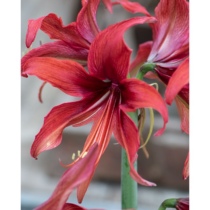Amaryllis (Hippeastrum) Bogota from Peter Nyssen flower bulbs and plants
