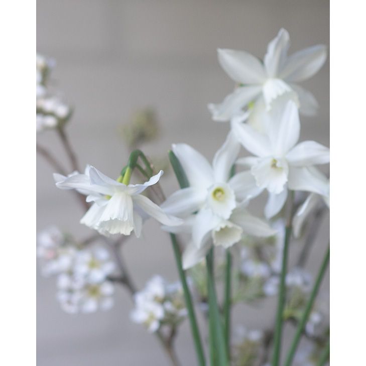 Narcissus Thalia Bulb | Peter Nyssen | Buy Flower Bulbs and Plants Online