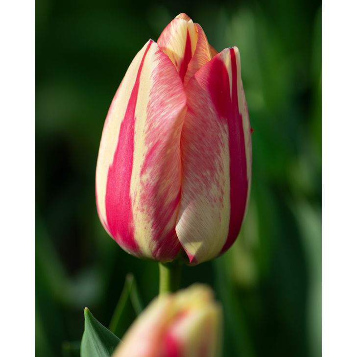 Tulip Spryng Break from Peter Nyssen flower bulbs and plants