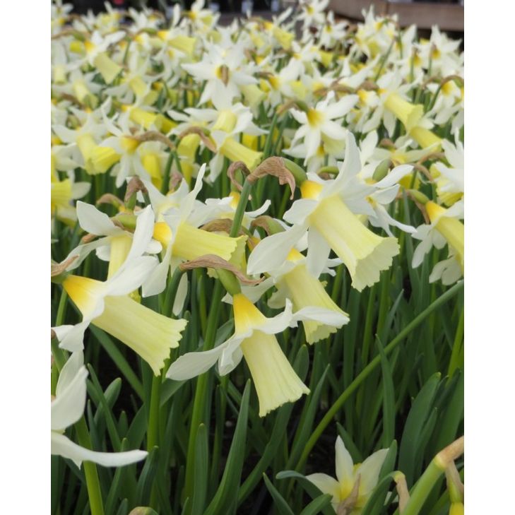 Narcissus Elka Bulb | Peter Nyssen | Buy Flower Bulbs and Plants Online
