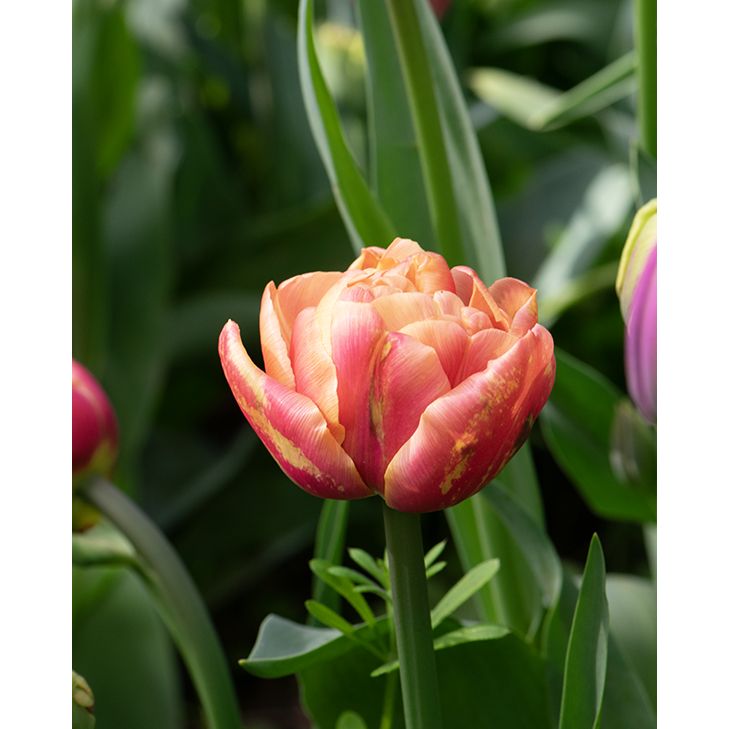 Tulip Copper Image