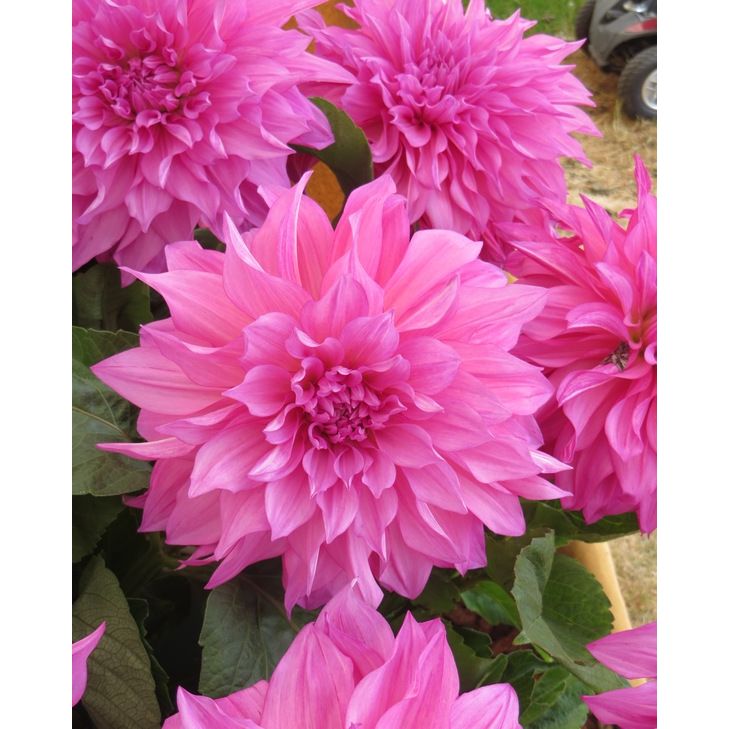 Dahlia Cafe au Lait Rose Bulbs | Peter Nyssen | Buy Flower Bulbs and ...