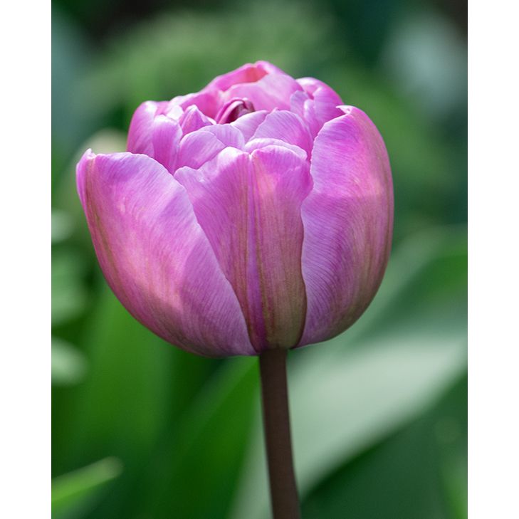 Tulip Blue Diamond Bulb | Peter Nyssen | Buy Flower Bulbs and Plants Online