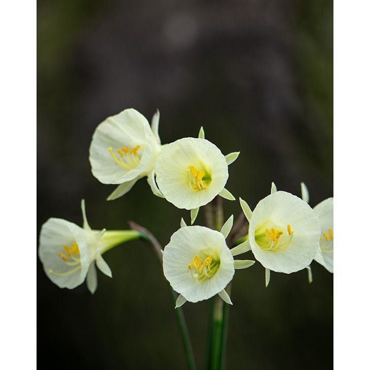 Narcissus Arctic Bells 6/7 cm Bulbs | Peter Nyssen | Buy Flower Bulbs ...