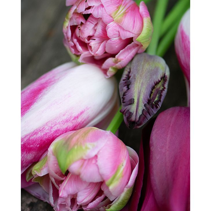 Holland Chic Tulip Collection