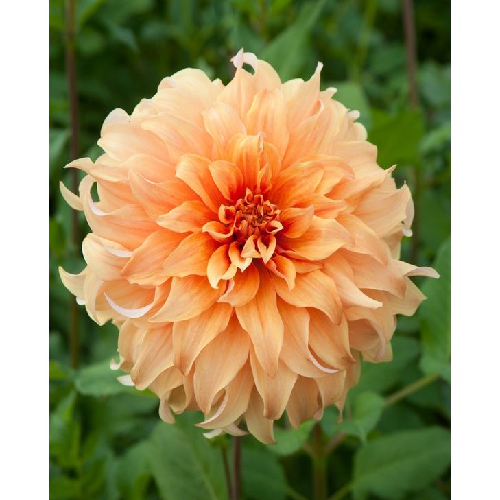 Dahlia Great Hercules