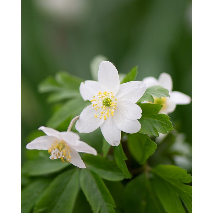 Anemone Nemerosa