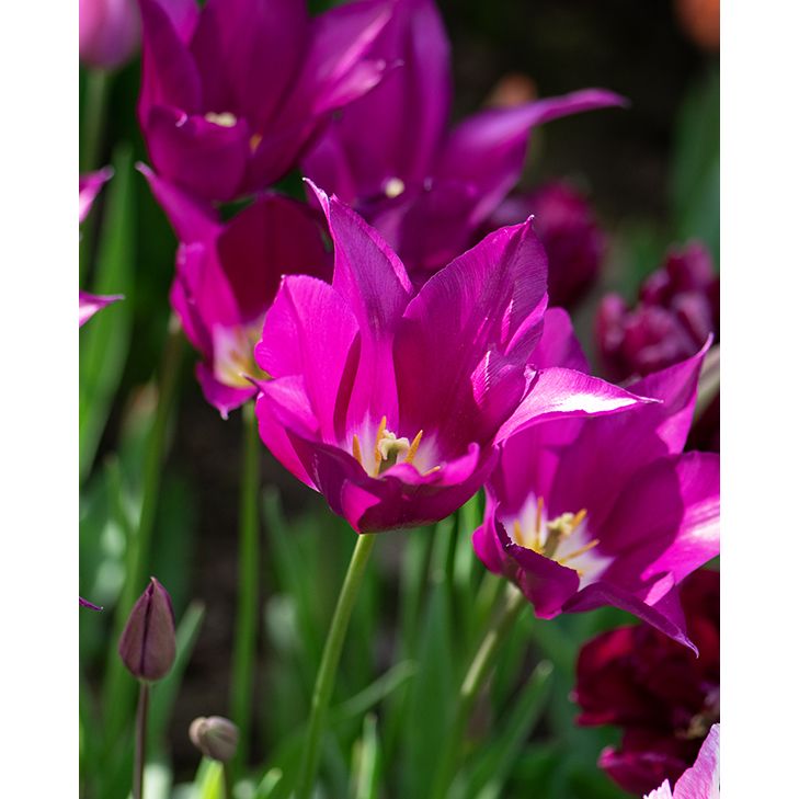 Tulip Purple Dream Bulb | Peter Nyssen | Buy Flower Bulbs and Plants Online