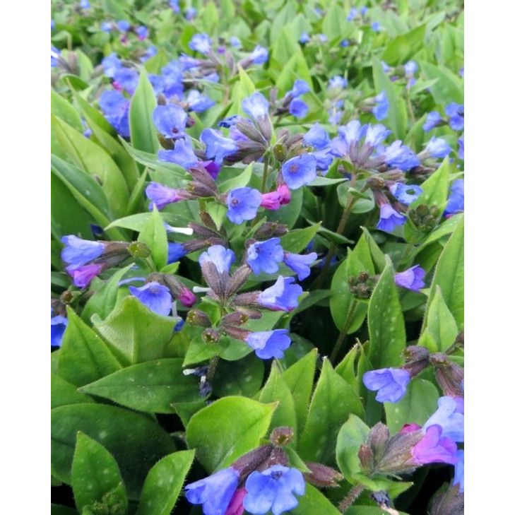 Pulmonaria Blue Ensign