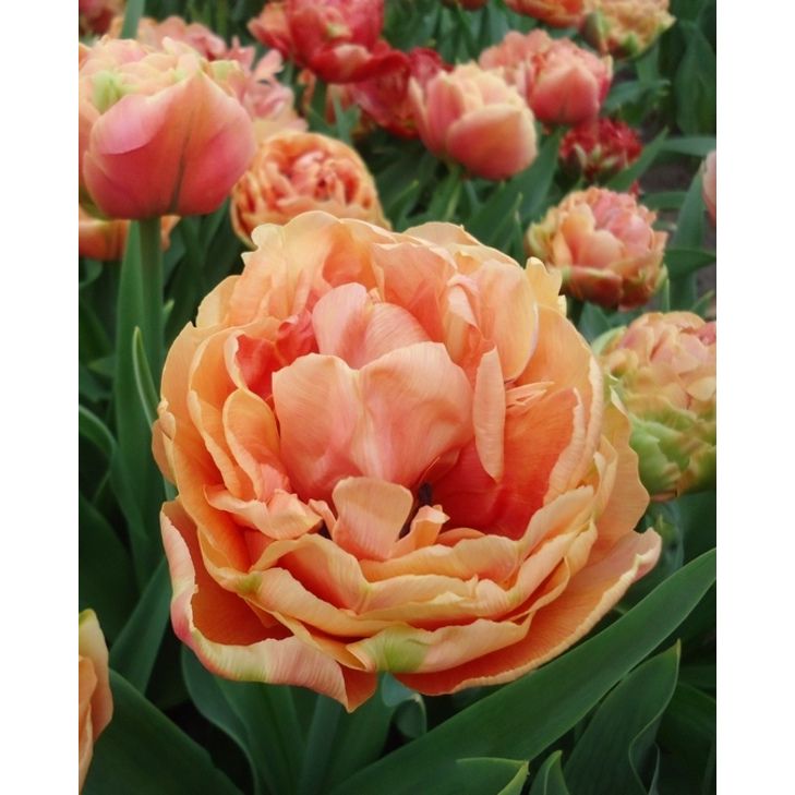 Tulip Copper Image