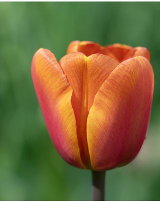 Tulip Cairo ® Bulbs | Peter Nyssen | Buy Flower Bulbs and Plants Online