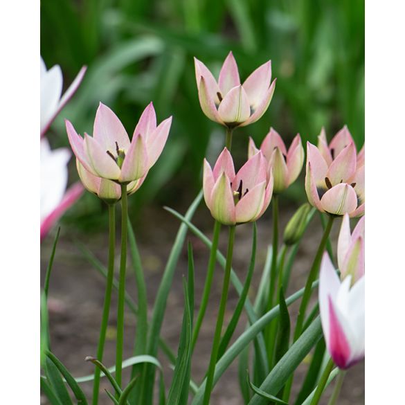 Tulp Danique van Peter Nyssen bloembollen en planten