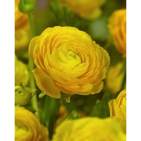 Ranunculus Aviv Yellow Bulb | Peter Nyssen | Buy Flower Bulbs and ...