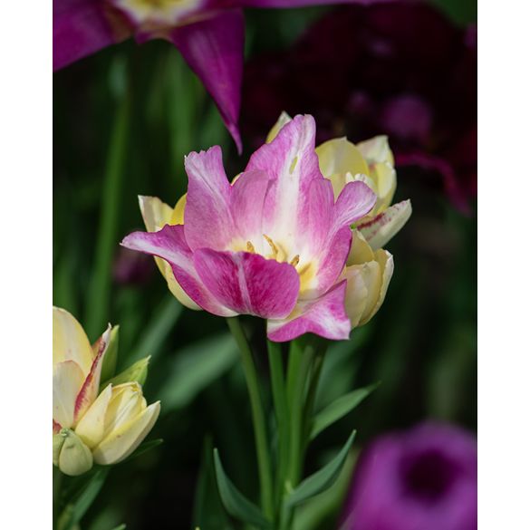 Tulip Dream Club Bulbs | Peter Nyssen | Buy Flower Bulbs and Plants Online