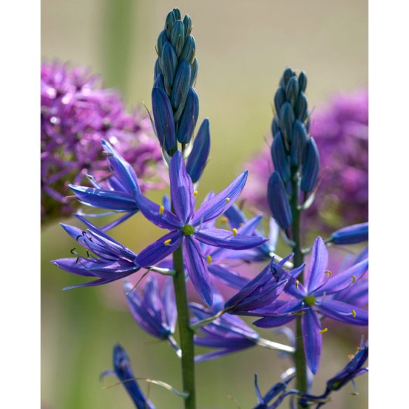 Camassia Leichtlinii Maybelle Bulbs | Peter Nyssen | Buy Flower Bulbs ...