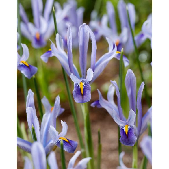 Iris Reticulata Angela Bulbs | Peter Nyssen | Buy Flower Bulbs and ...