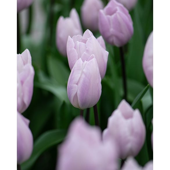 Tulip Silver Cloud from Peter Nyssen flower bulbs and plants