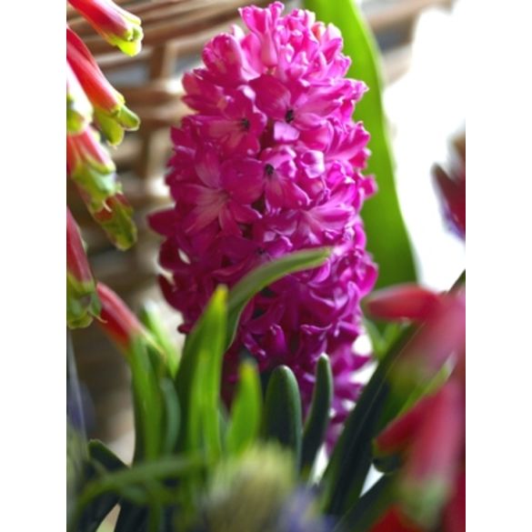 Präparierte Hyazinthe Jan Bos