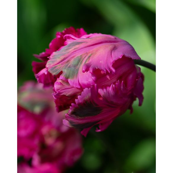 Tulip Power Parrot Bulbs | Peter Nyssen | Buy Flower Bulbs and Plants Online