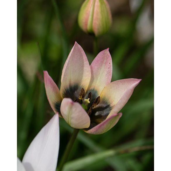 Tulp Danique van Peter Nyssen bloembollen en planten