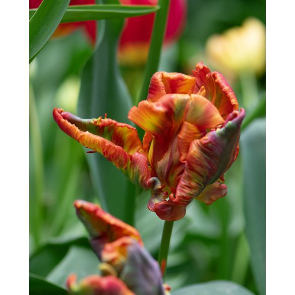 Tulip Rasta Parrot from Peter Nyssen flower bulbs and plants