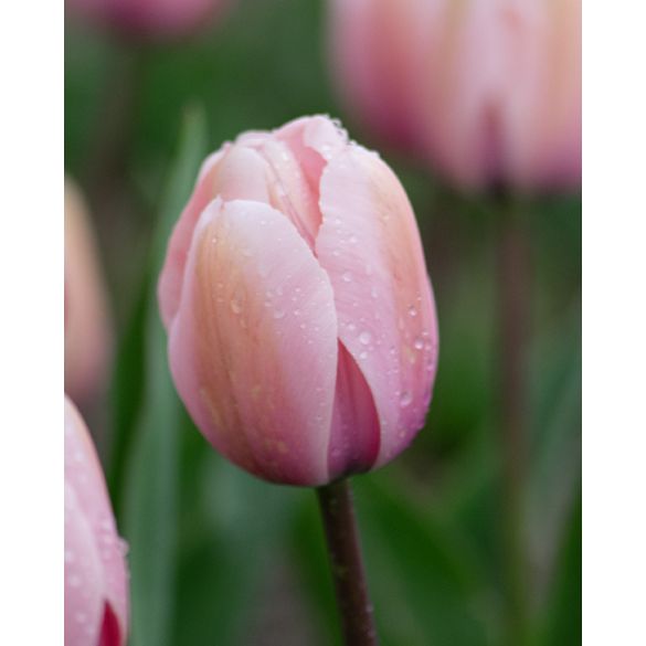 Tulip Salmon Impression from Peter Nyssen flower bulbs and plants