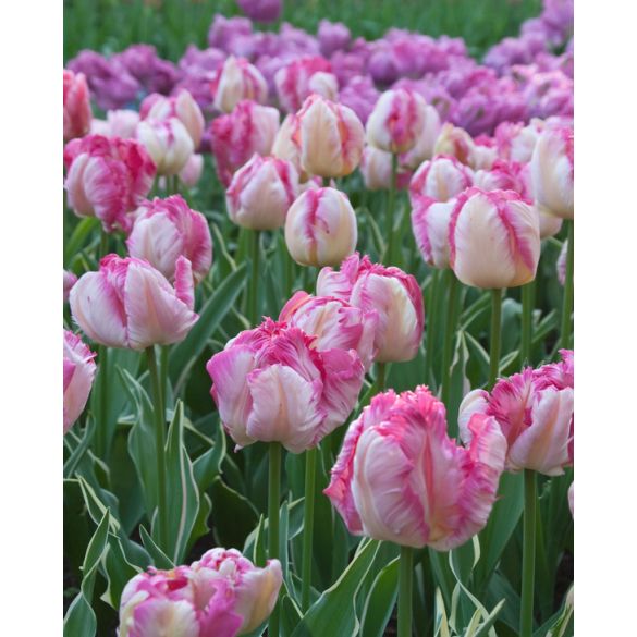 Tulip Silver Parrot Bulbs | Peter Nyssen | Buy Flower Bulbs and Plants Online