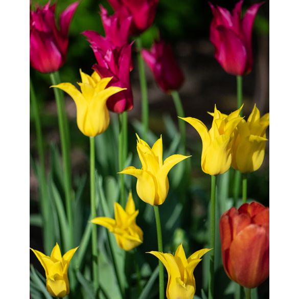 Tulip Flashback from Peter Nyssen flower bulbs and plants