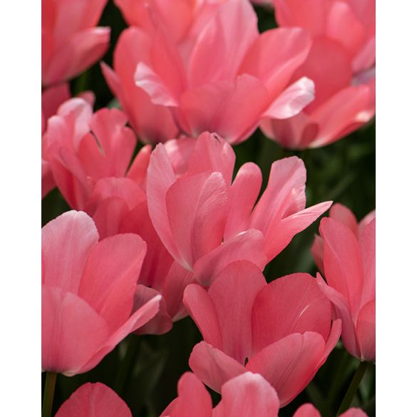 Tulip Bella Blush Bulbs | Peter Nyssen | Buy Flower Bulbs and Plants Online