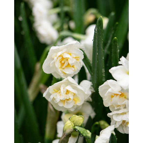 Narcissus Bridal Crown Bulb | Peter Nyssen | Buy Flower Bulbs and ...