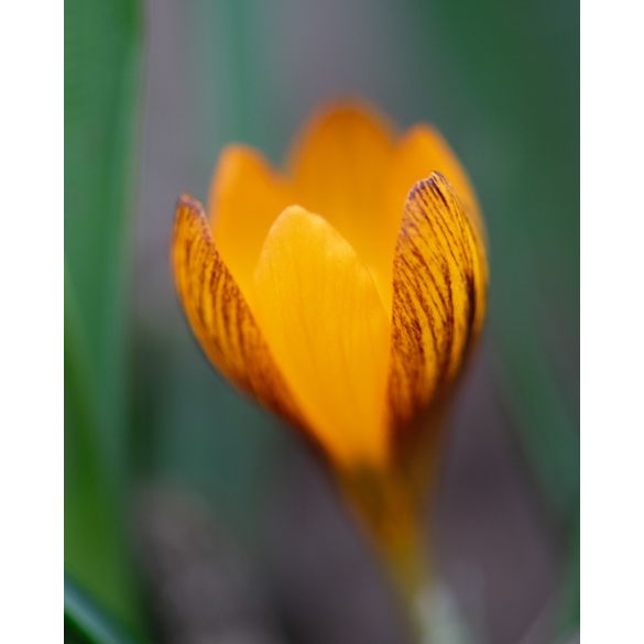 Crocus Orange Monarch