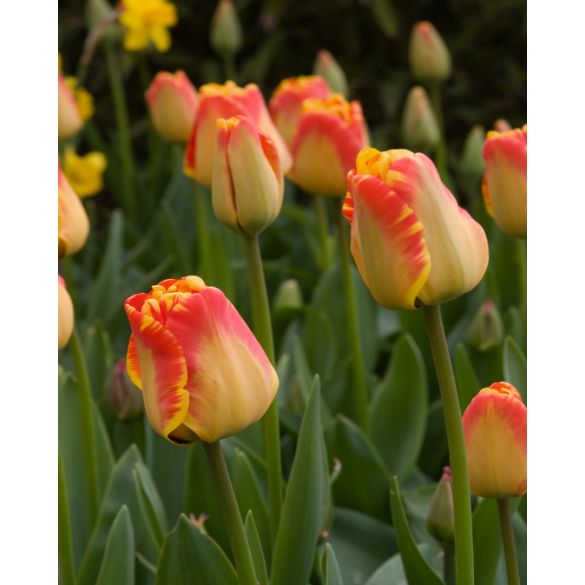 Tulip Banja Luka Bulbs | Peter Nyssen | Buy Flower Bulbs and Plants Online