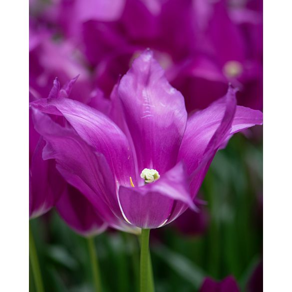 Tulip Purple Dream Bulbs | Peter Nyssen | Buy Flower Bulbs and Plants ...