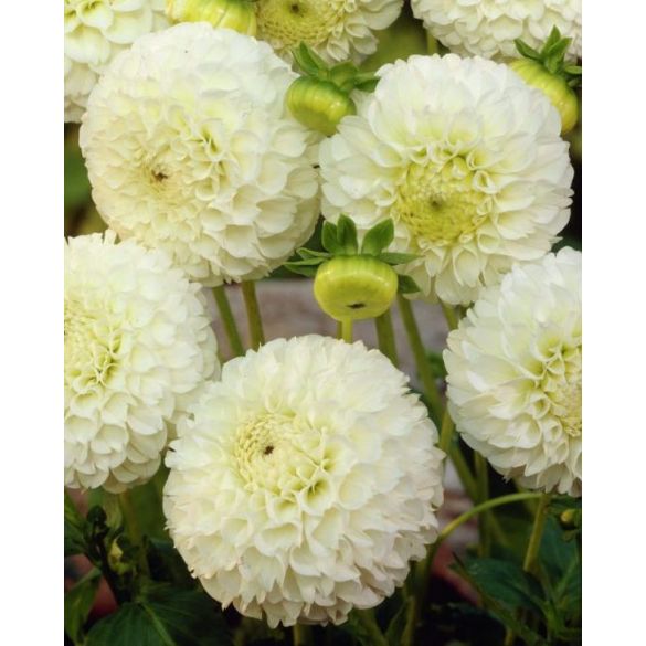 Dahlia Snowflake Bulbs | Peter Nyssen | Buy Flower Bulbs and Plants Online