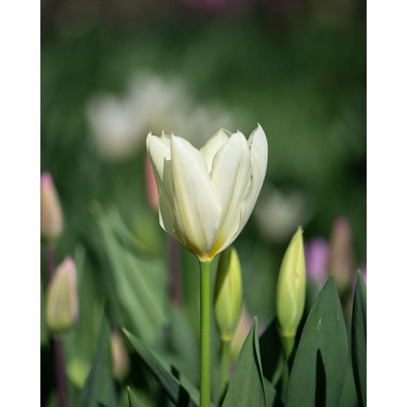Tulip Purissima (White Emperor)