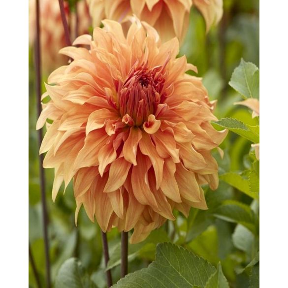 Dahlia Great Hercules