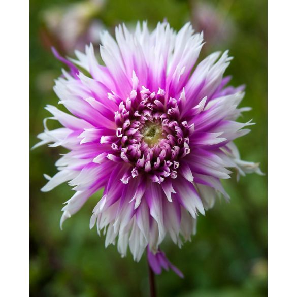 Dahlia Table Dancer from Peter Nyssen flower bulbs and plants