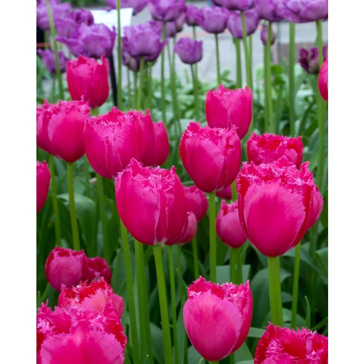 Tulip Burgundy Lace Bulbs | Peter Nyssen | Buy Flower Bulbs and Plants ...