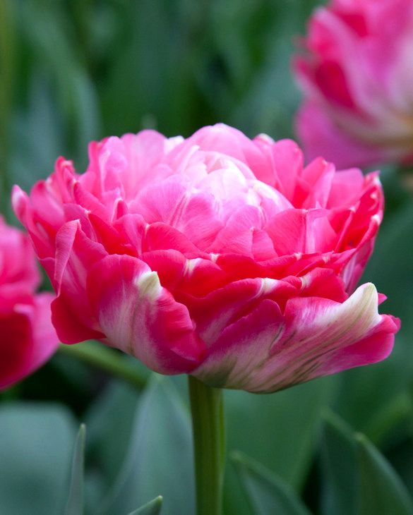 Tulip Double Sugar