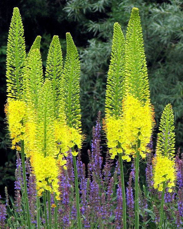Eremurus Yellow Giant