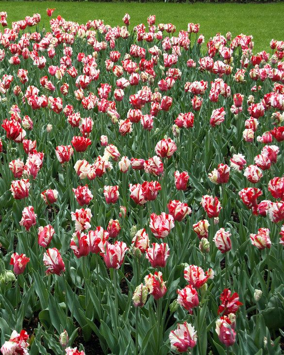 Tulip Estella Rynveld