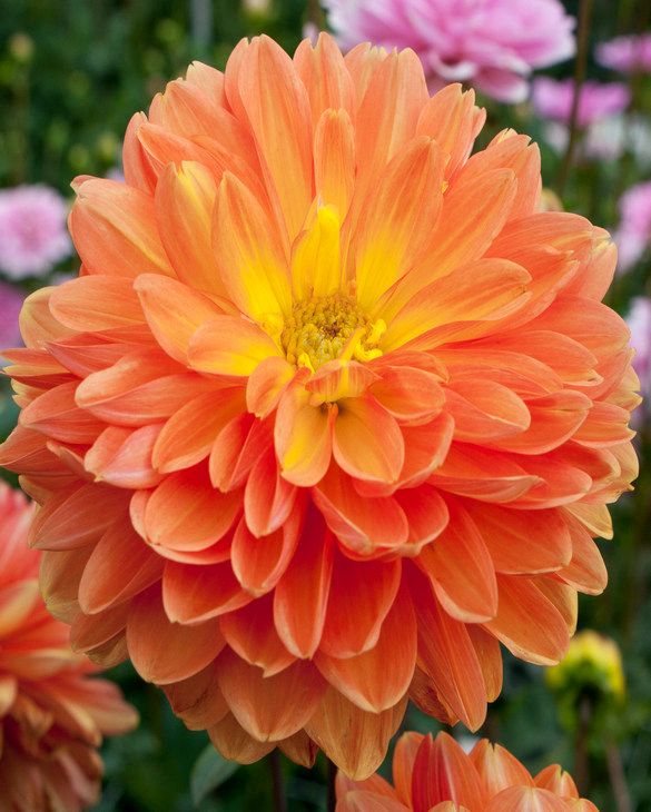 Dahlia Graceland from Peter Nyssen flower bulbs and plants