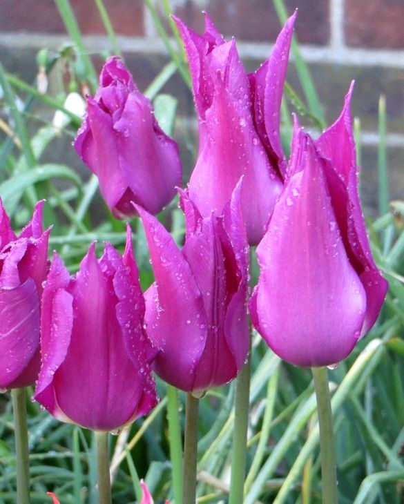 Tulip Purple Dream Bulb | Peter Nyssen | Buy Flower Bulbs and Plants Online