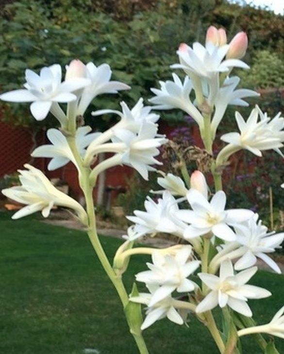 Polianthes Tuberosa (The Pearl)