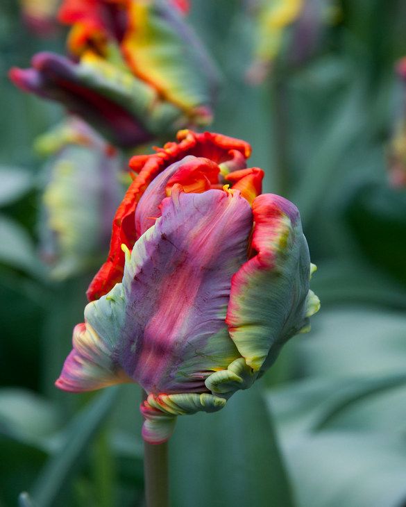 Tulip Rasta Parrot from Peter Nyssen flower bulbs and plants