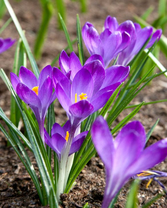 Crocus Tommasinianus Ruby Giant