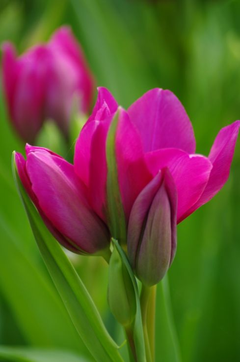 Tulip Night Club Bulb | Peter Nyssen | Buy Flower Bulbs and Plants Online