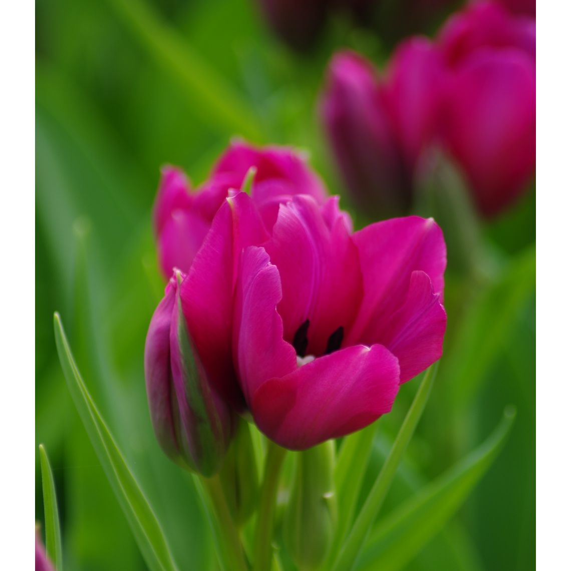 Tulip Night Club Bulbs | Peter Nyssen | Buy Flower Bulbs and Plants Online